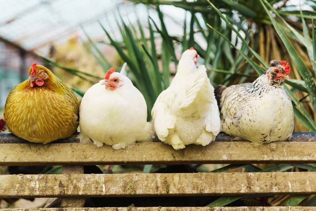 200+ Funny Farm Names (Cool And Catchy Ideas)