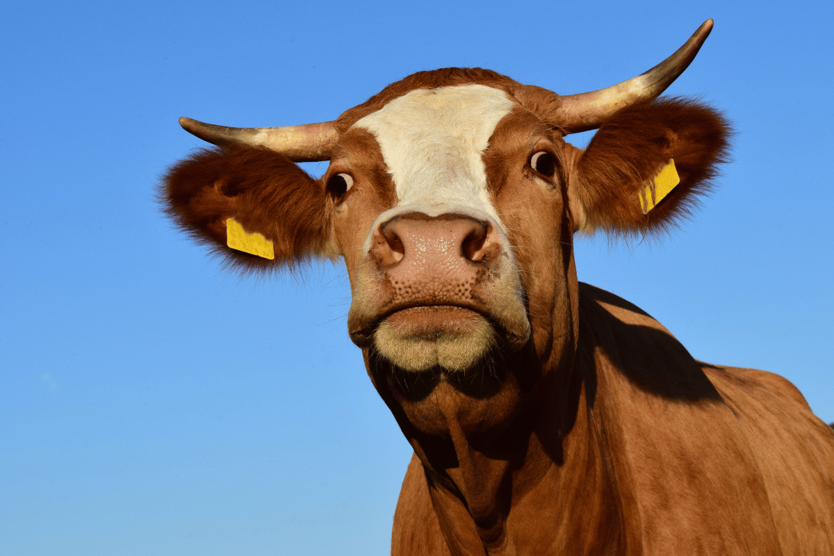 200+ Funny Cow Names That Will Make You Laugh