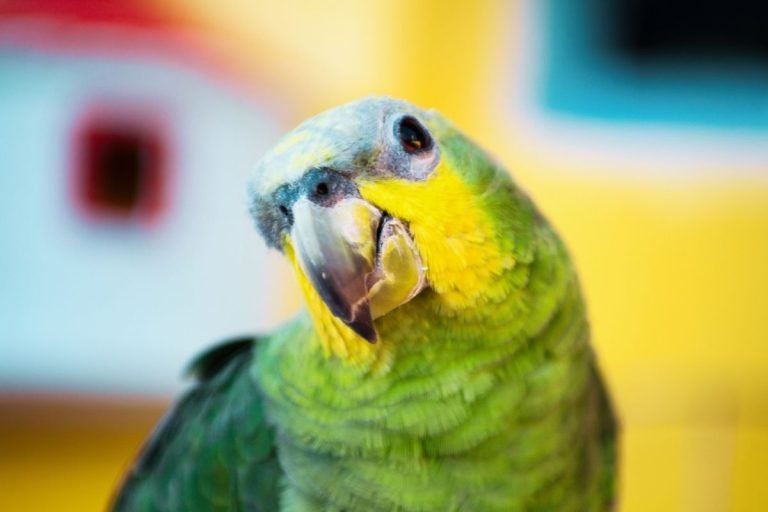 200+ Funny Parrot Names (Cool And Creative Name Ideas)