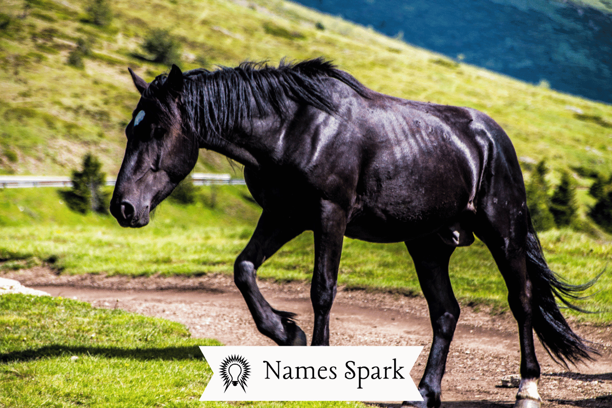 250+ Cool & Catchy Black Horse Names For Your Black Beauty