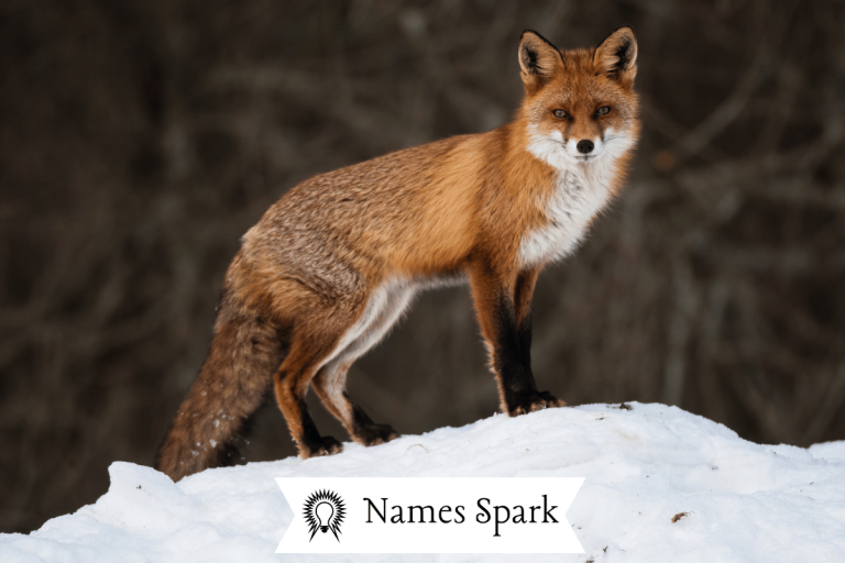 250+ Cute & Catchy Fox Names For Your Charming Pet