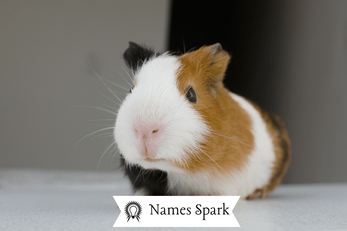 250+ Cute & Catchy Guinea Pig Names For Your Little Buddy