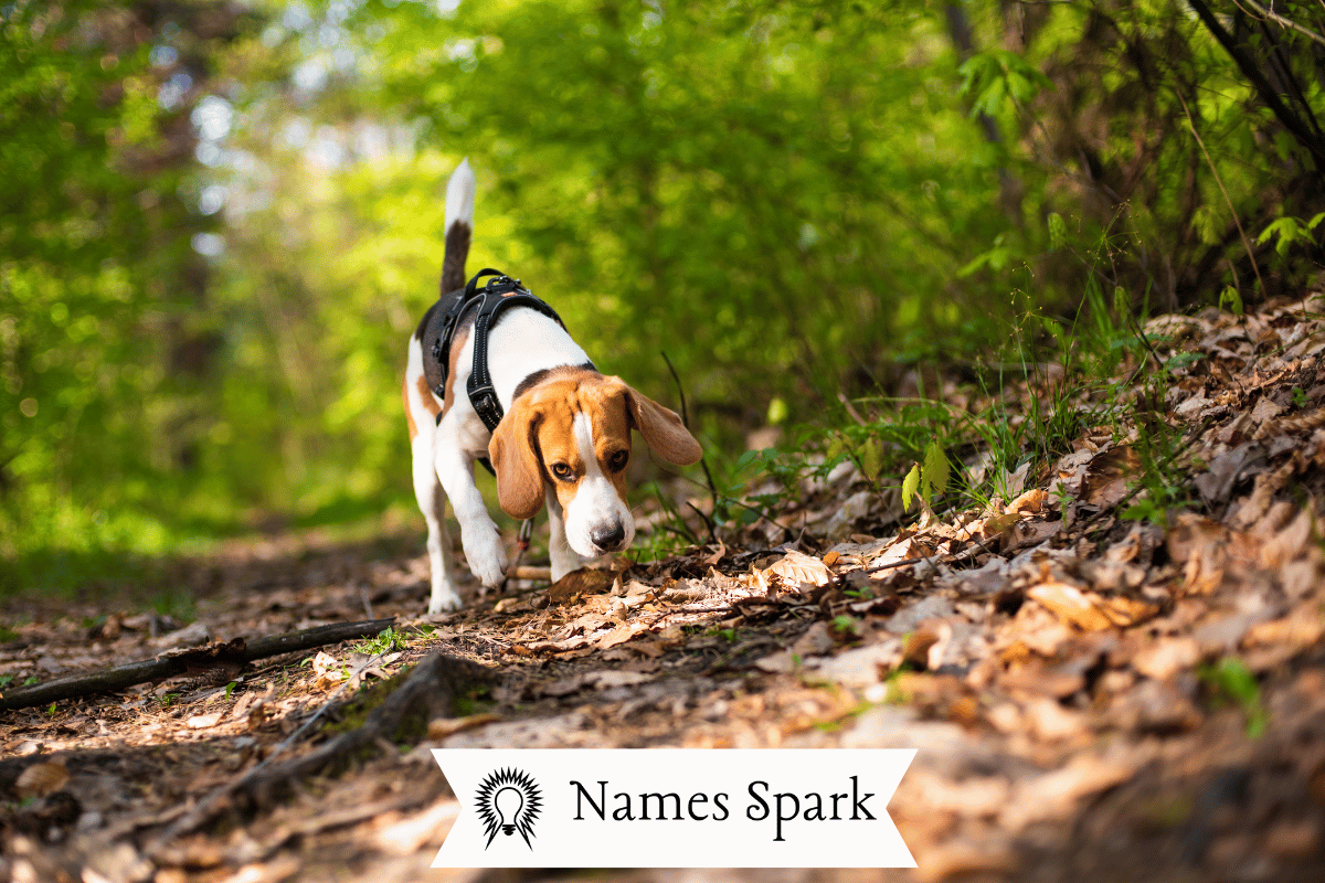 300+ Cool And Catchy Hunting Dog Names For Your Hunting Pup - Names Spark