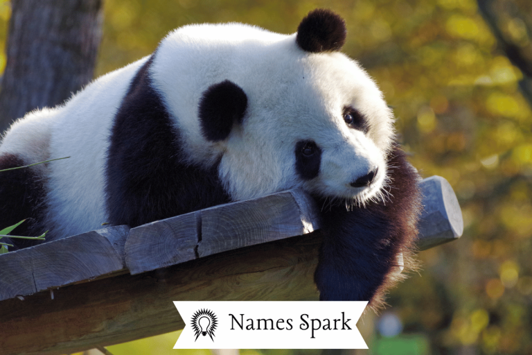 250+ Cute And Catchy Panda Names For Your Funny Buddy