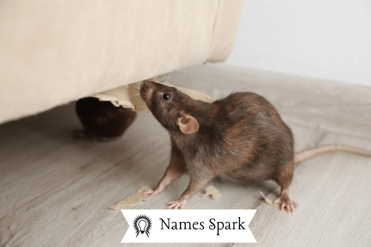 300+ Cute & Catchy Rat Names For Your Little Cute Buddy