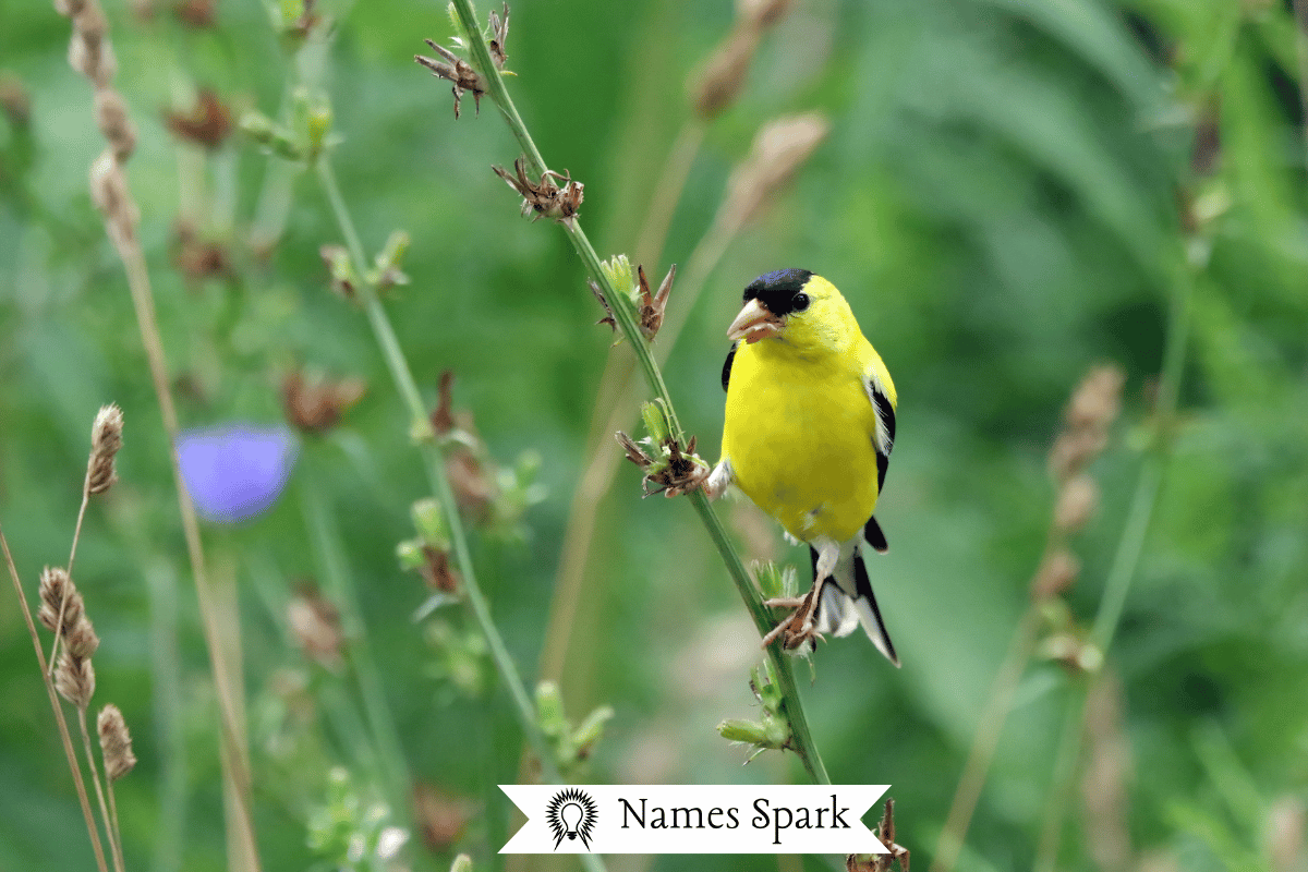 250+ Cute And Catchy Goldfinch Names With Meaning