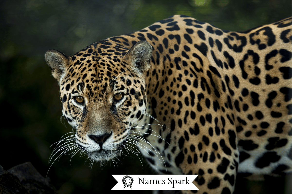 250+ Cool And Badass Jaguar Names With Meaning