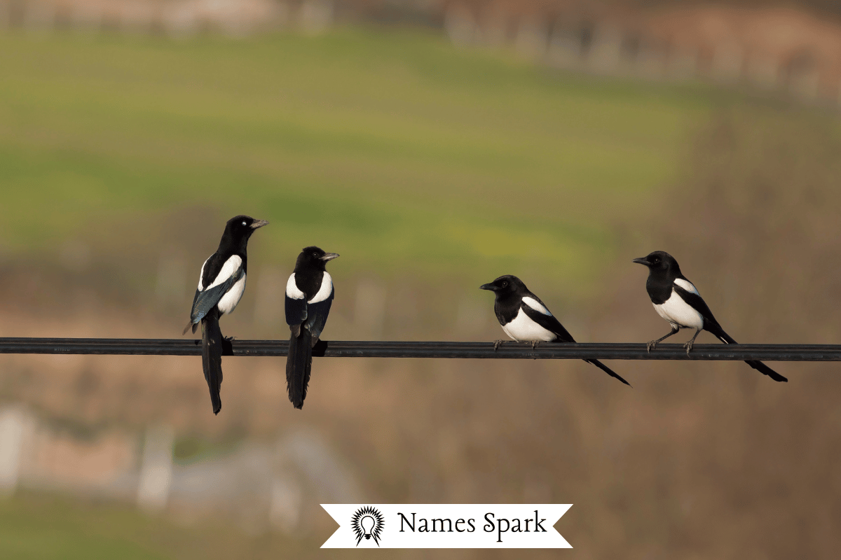 250+ Cute And Catchy Magpie Names With Meaning