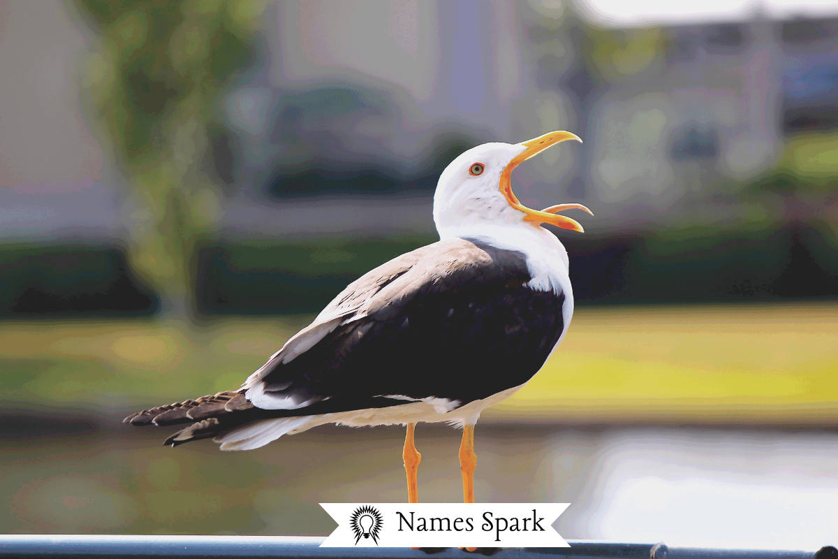 280 Cute And Funny Seagull Names With Meaning
