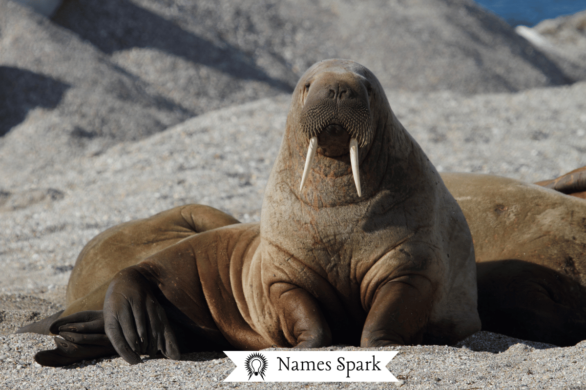 300+ Cute & Catchy Walrus Names With Meaning 2025
