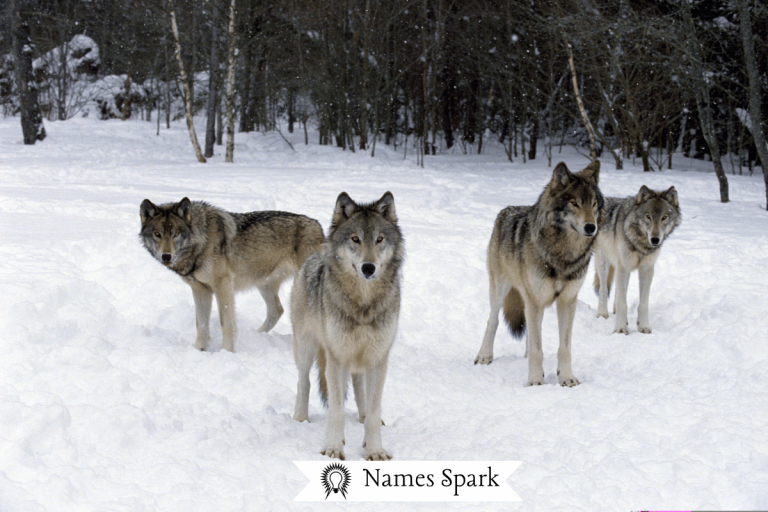 280+ Cool And Catchy Wolf Names With Meaning