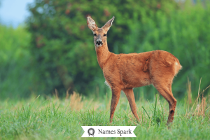 300+ Cute & Catchy Deer Names For Your Speedy Buddy