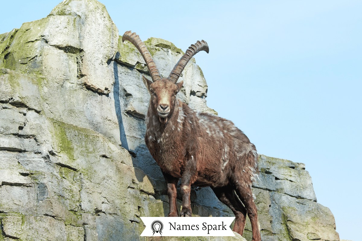 250+ Cool & Catchy Ibex Names For Your Badass Buddy