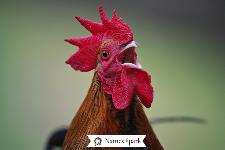 300+ Cute & Catchy Rooster Names With Meaning 2026