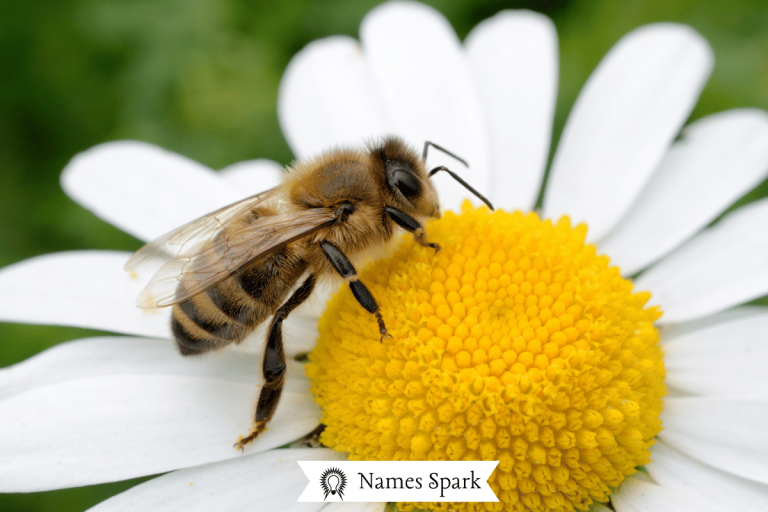 300+ Cute & Catchy Bee Names For Your Buzzy Friend