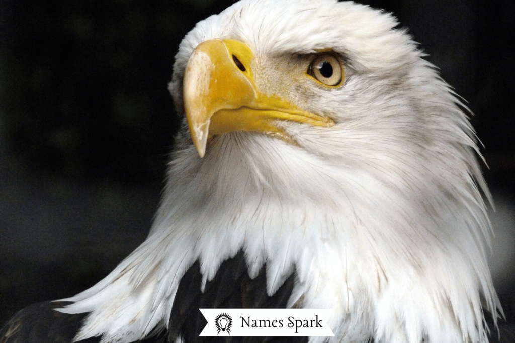 280 Cute And Funny Seagull Names With Meaning