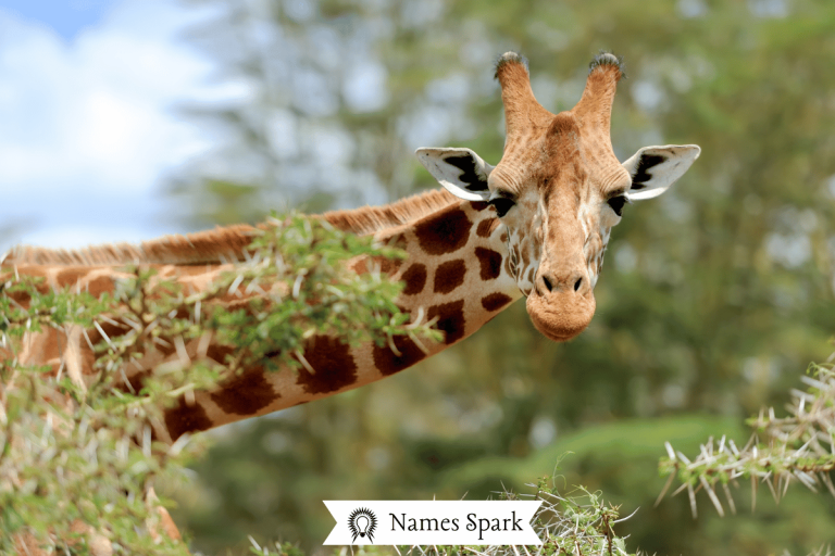 300+ Cool & Catchy Giraffe Names For Your Long Neck Buddy