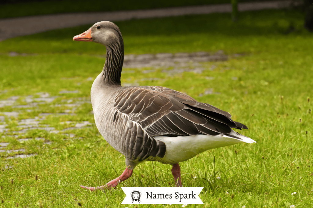 280 Cute And Funny Seagull Names With Meaning