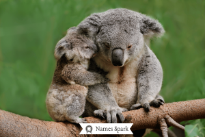 300+ Cute & Catchy Koala Names For Your New Friend 2025