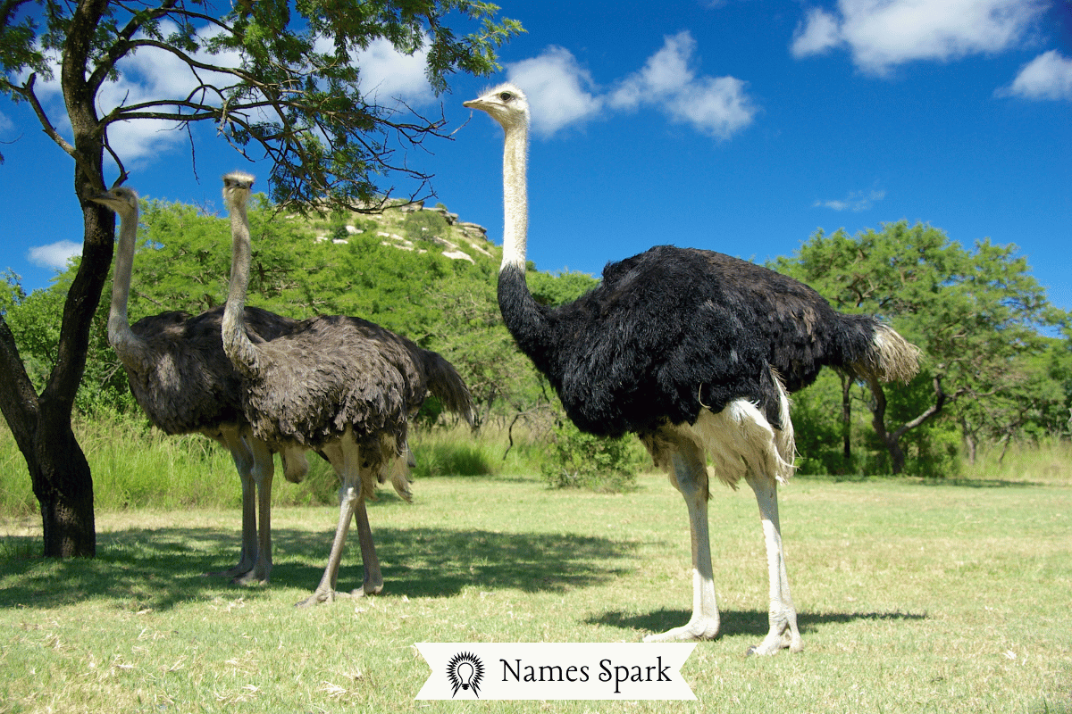 250+ Cute And Catchy Magpie Names With Meaning