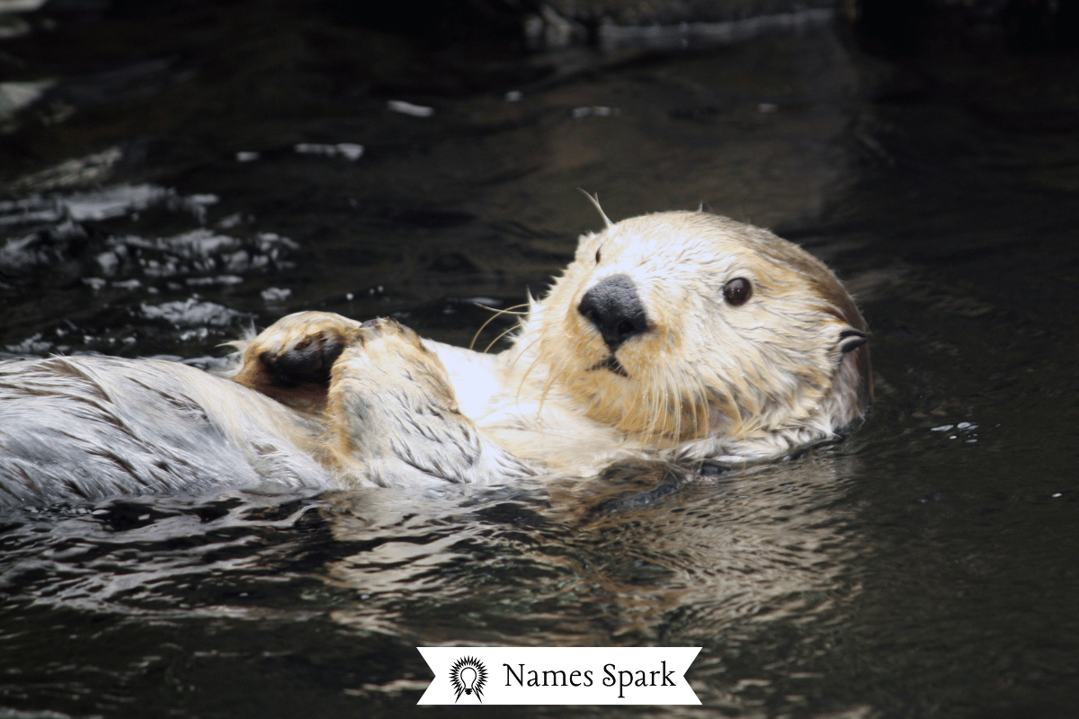 250+ Cute & Catchy Otter Names For Your Cool Companion