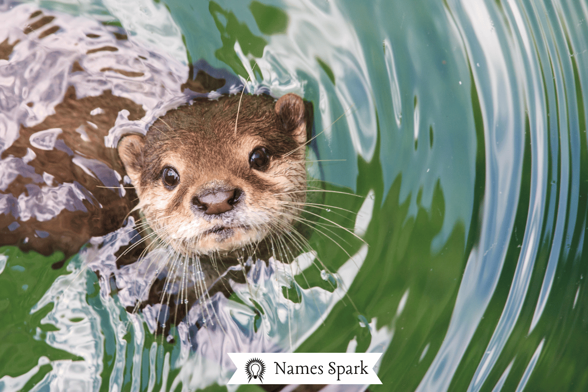 250+ Cute & Catchy Otter Names For Your Cool Companion