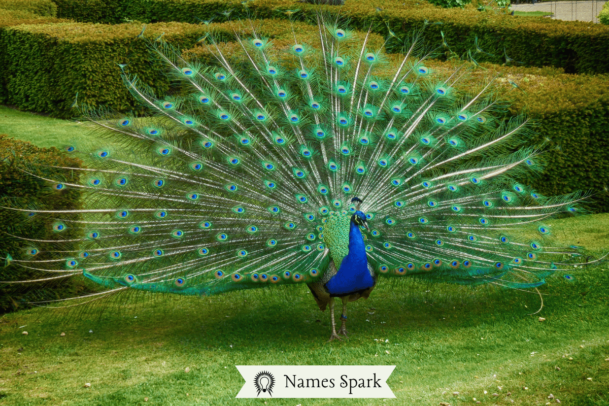 300+ Cute & Catchy Peacock Names For Your Feathered Friend